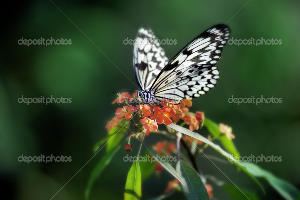 Beautiful butterfly on red flowers — Stock Photo © piolka #38676629