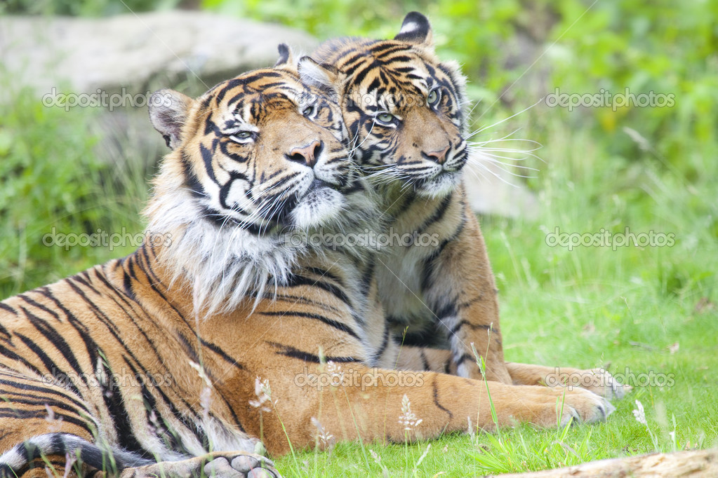 Two tigers together — Stock Photo © piolka #48472559