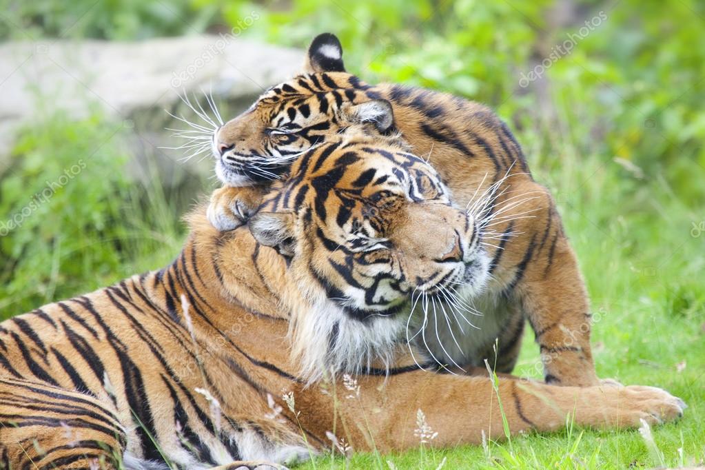 Two tigers together — Stock Photo © piolka #48475627