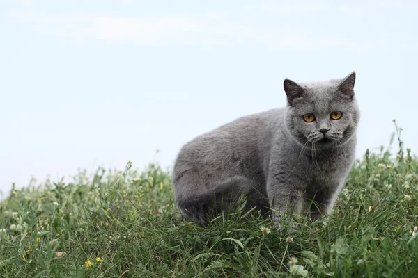 Gray cat Stock Photos, Royalty Free Gray cat Images | Depositphotos