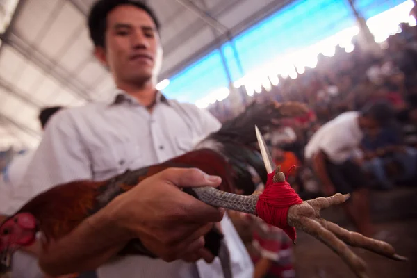 Gallo pelea Stock Photos, Royalty Free Gallo pelea Images | Depositphotos