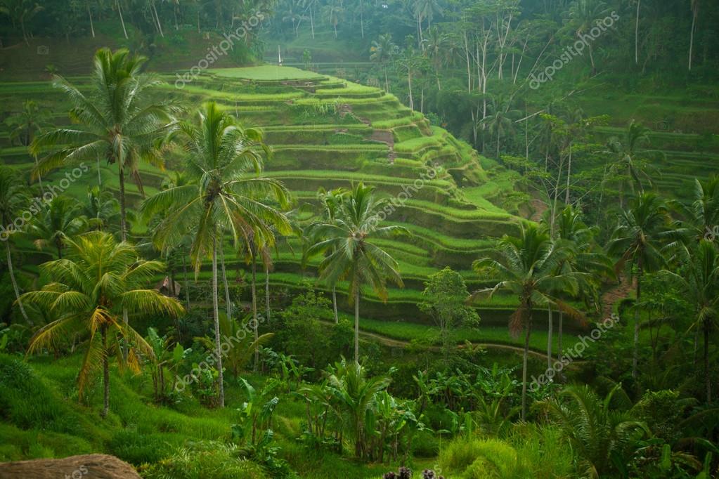 Green rice terraces in Bali, Indonesia Stock Photo by ©dimaberkut 19239307