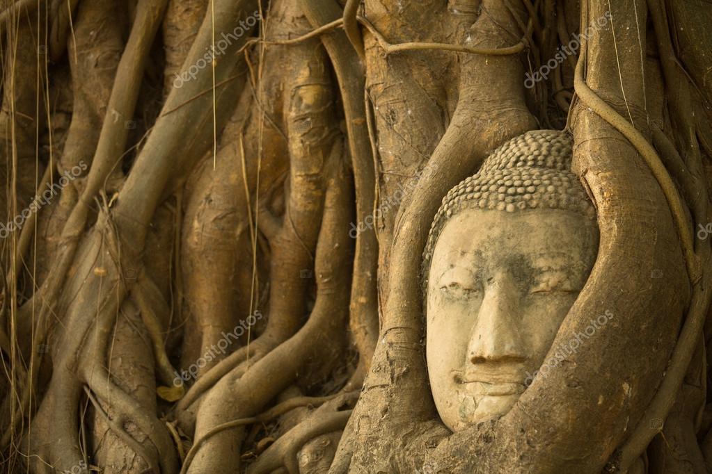 Buddha Head in the roots of the tree, Ayutthaya, Thailand. — Stock ...