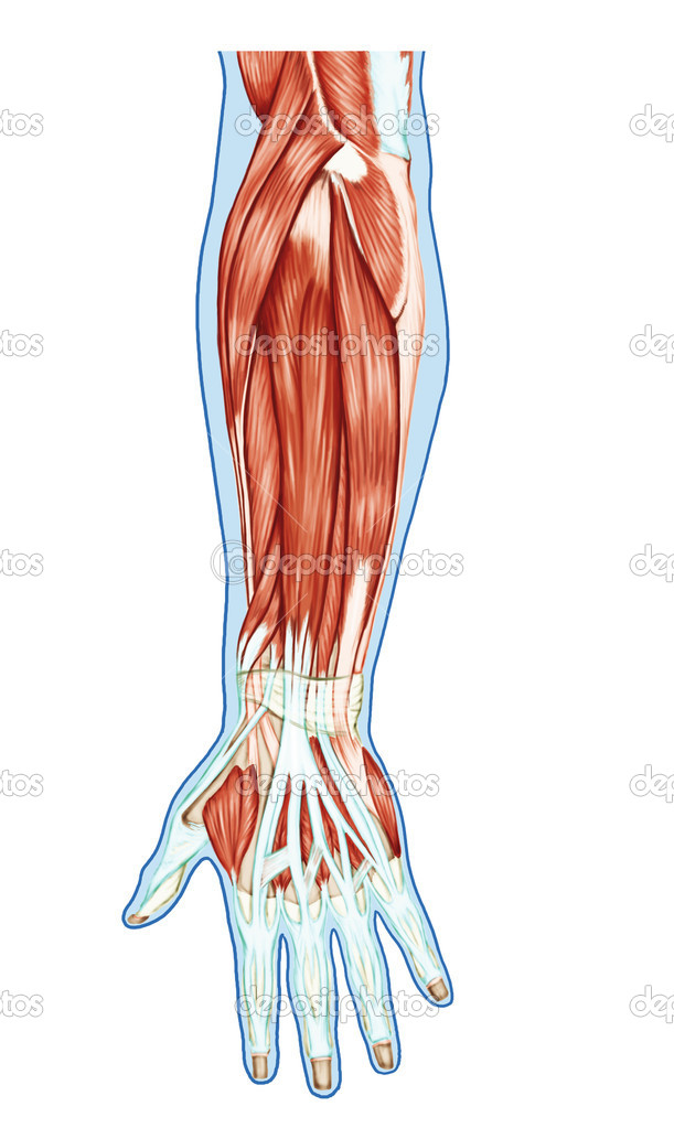 Anatomie der Muskulatur - Hand, Unterarm, Handfläche - Sehnen, Bänder ...