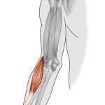 Biceps, Brachii, Brachioradial, Biceps muscles - Black White — Stock ...