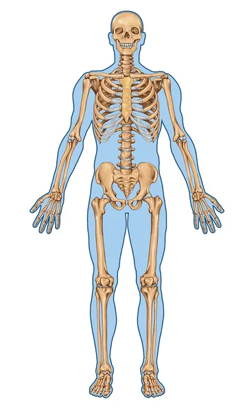 De plansha schelet fatza serie 1: fotografía de stock © stihii ...