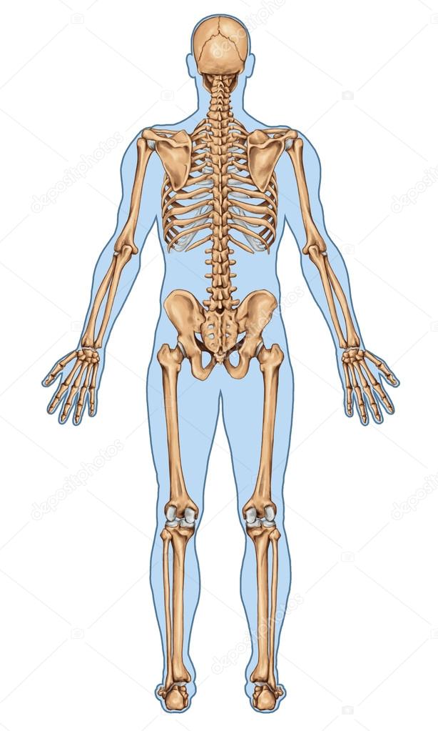 DE Schelet Spate 2 Stock Illustration by ©stihii #22505119