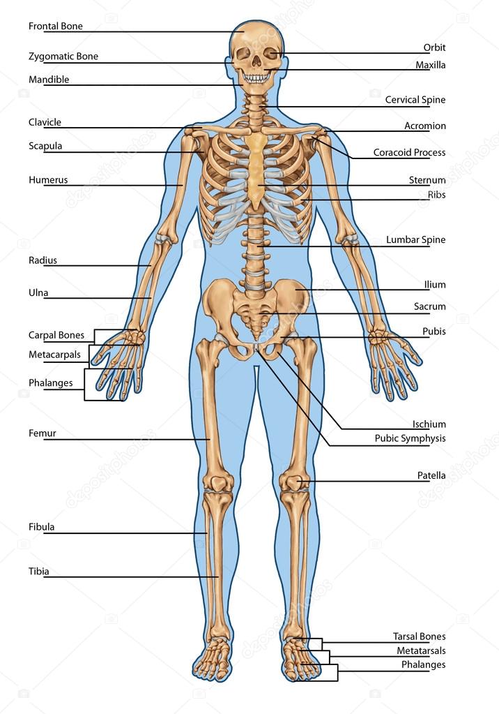 Illustration de DE PLANSHA Escelette Fatza 2 par stihii© #22505135