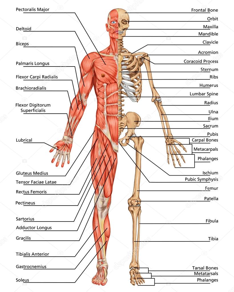 De plansha schelet serie 4 — Foto de stock #22505137 © stihii