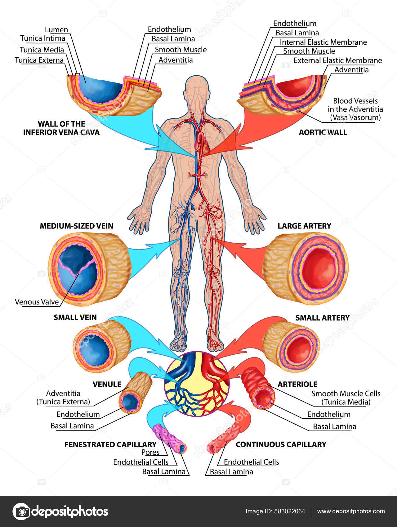 Human Bloodstream Didactic Board Anatomy Blood System Human Circulation ...