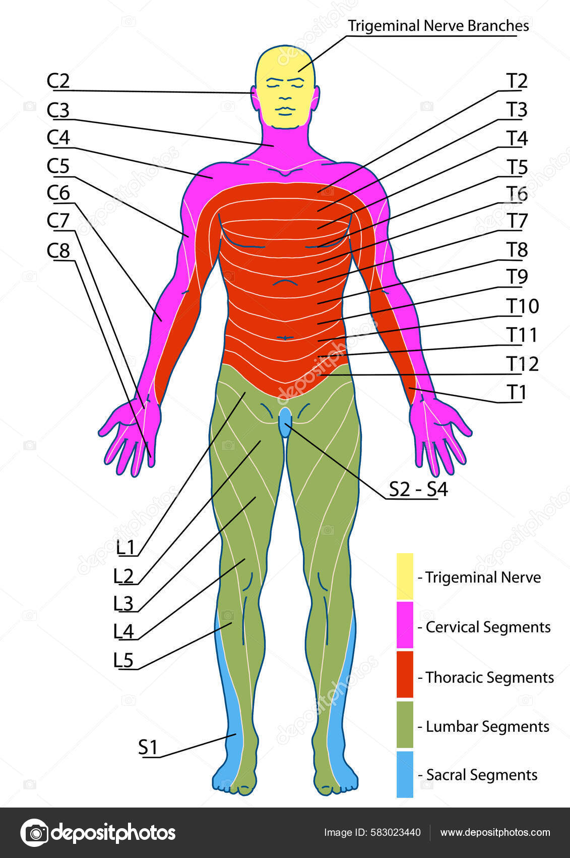 Dessin Conseil Médical Didactique L'anatomie Système D'innervation ...