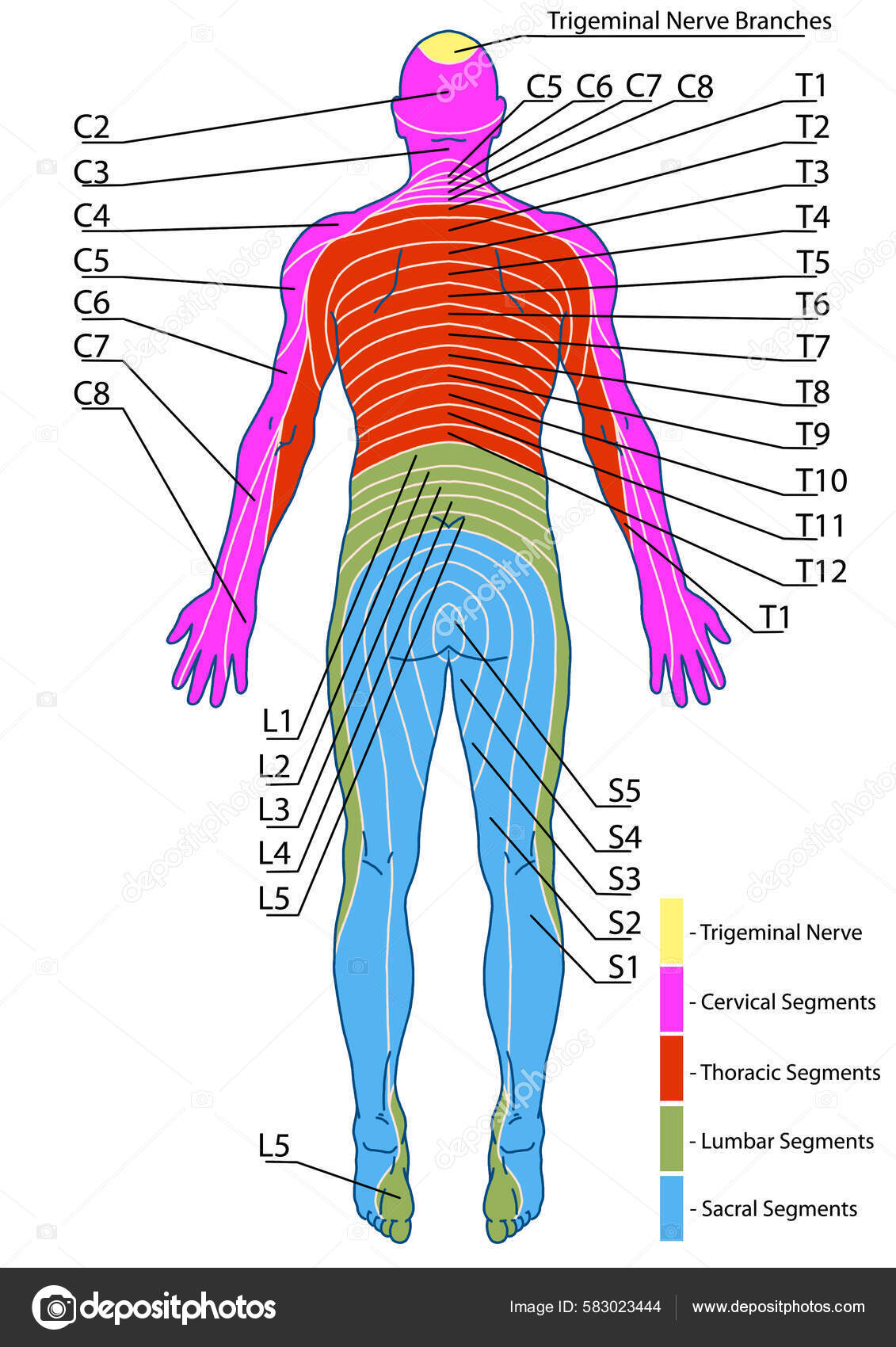 Drawing Medical Didactic Board Anatomy Human Sensory Innervation System ...