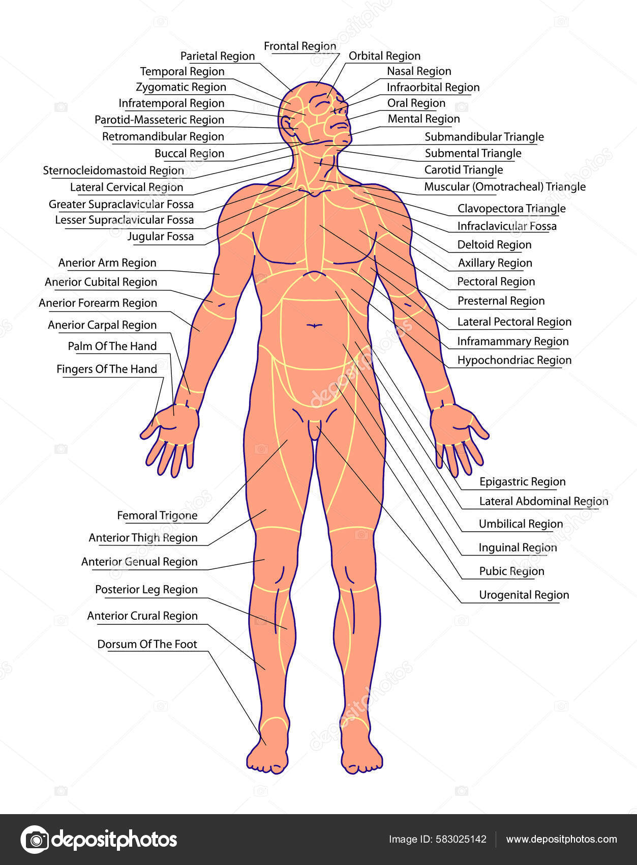 Drawing Medical Didactic Board General Anatomy Anatomy Surface Human