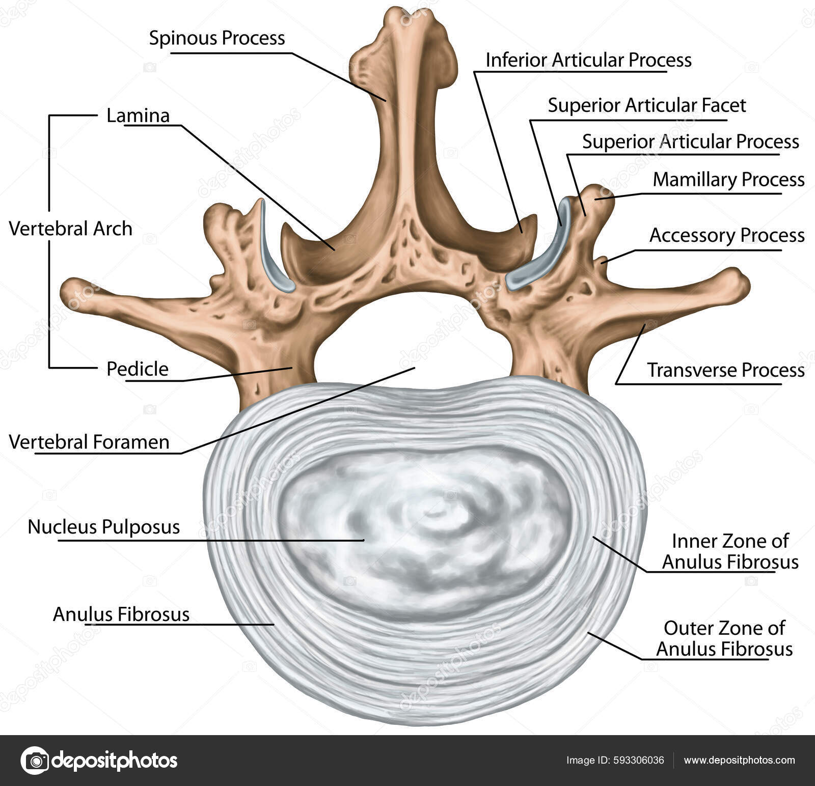 Struktur Cakram Intervertebral Vertebra Lumbar Kedua Tulang Belakang ...