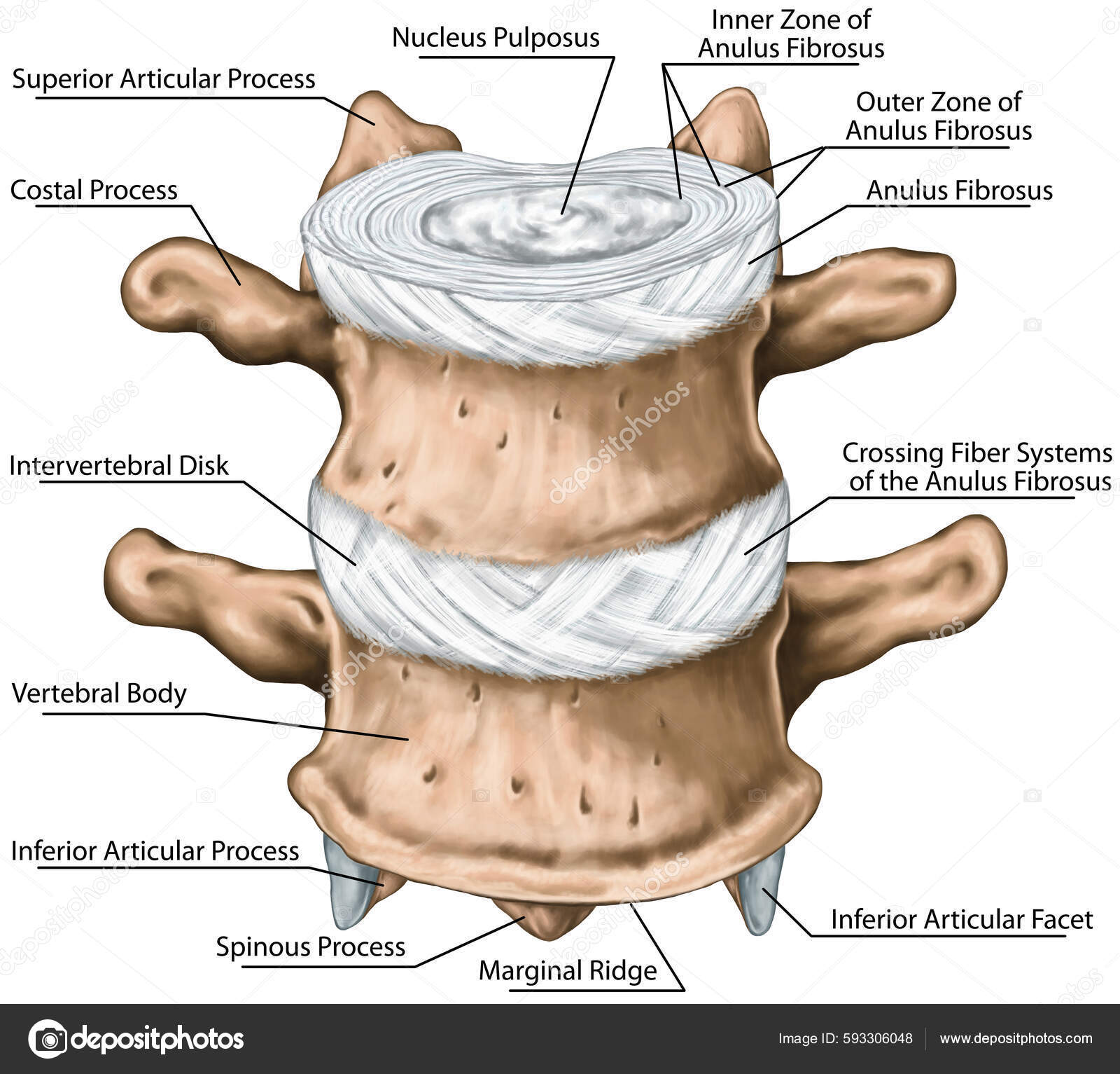 Vertebral Bones Structure Intervertebral Disk Outer Inner Zone Anulus ... Vertebral Bones Structure Intervertebral Disk Outer Inner Zone Anulus ...