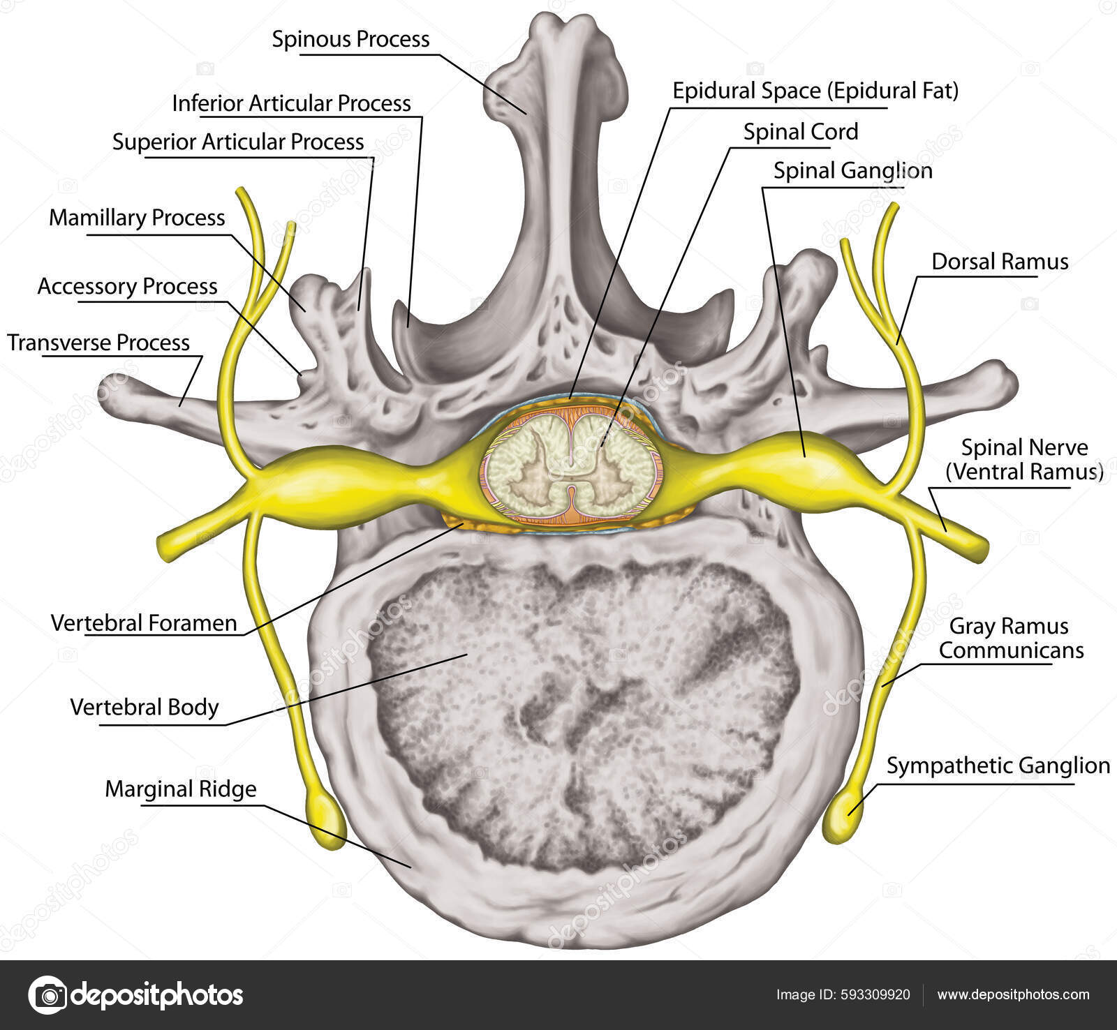 Nervous System Spinal Cord Lumbar Spine Nerve Root Lumbar Vertebra ...