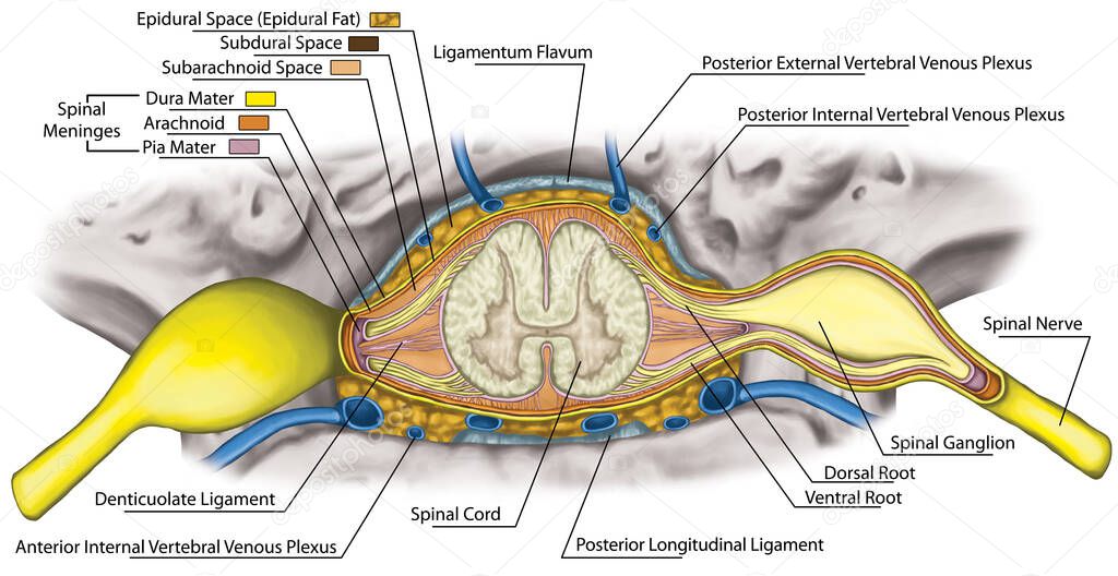 Nervous system, structure of spinal cord, lumbar spine, nerve root, lumbar vertebra, anatomy of ...