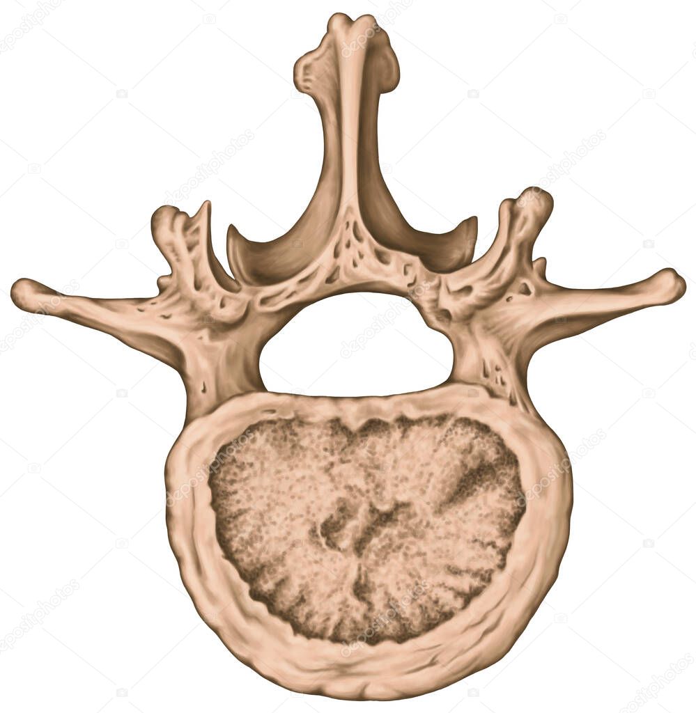 Second lumbar vertebra, lumbar spine, vertebral bones, vertebra, trunk ...