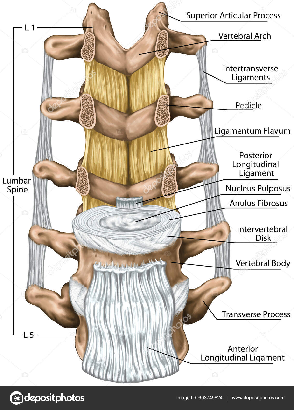 Ligaments Lumbar Spine Structure Ligaments Surrounding Lumbar Spine ... Ligaments Lumbar Spine Structure Ligaments Surrounding Lumbar Spine ...