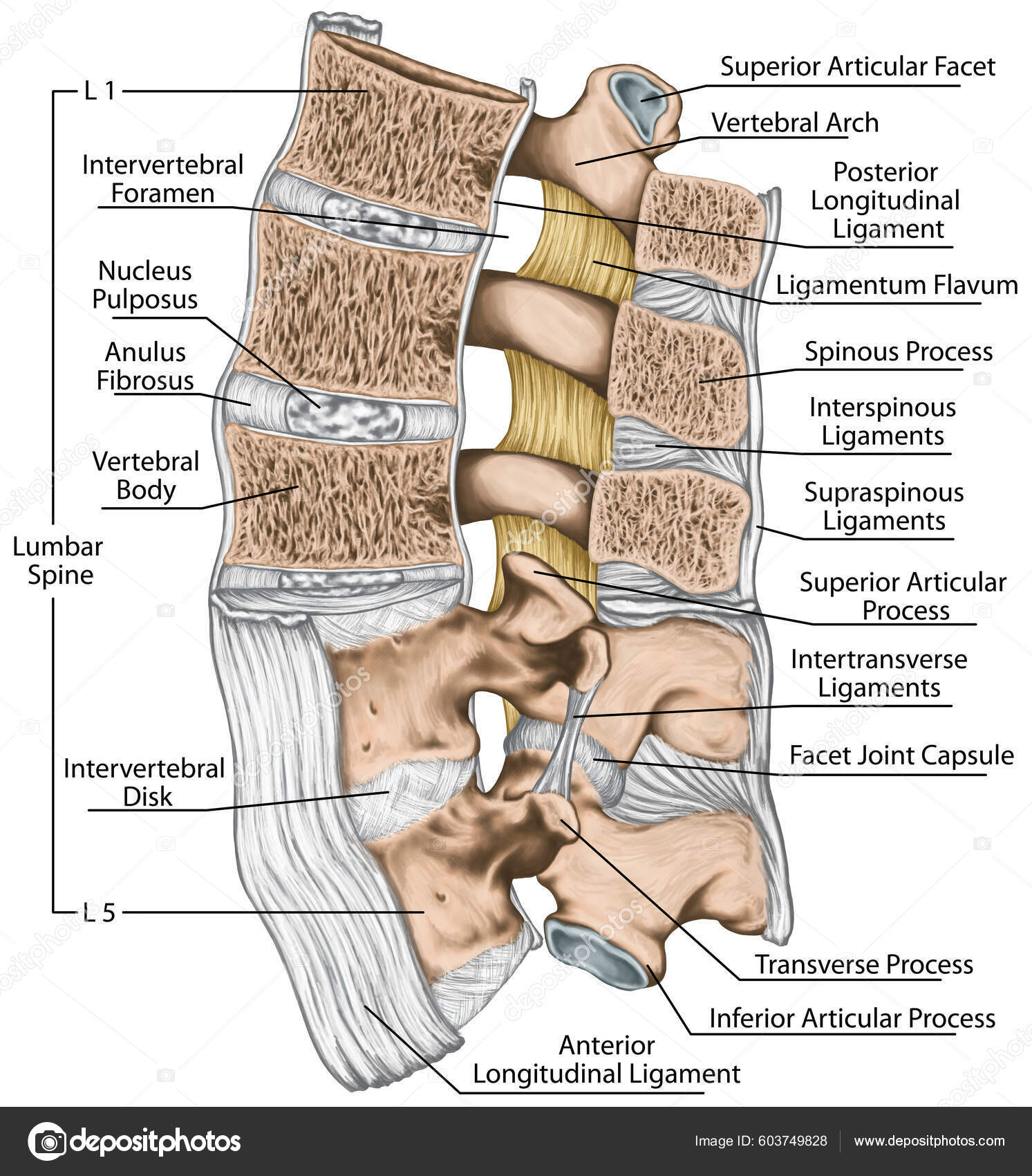 Ligaments Lumbar Spine Structure Ligaments Surrounding Lumbar Spine ...