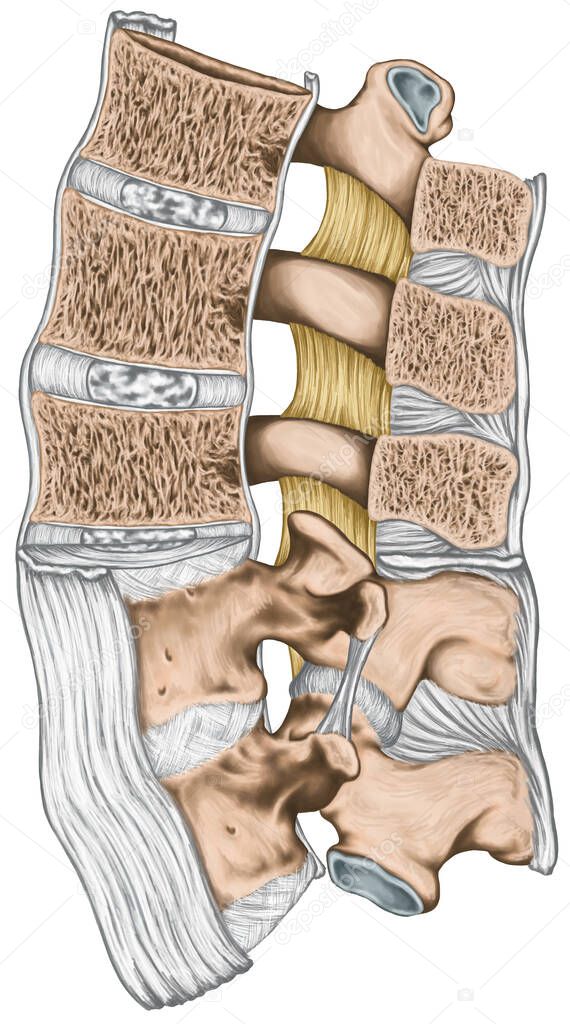 Ligaments And Lumbar Spine Structure The Ligaments Surrounding The