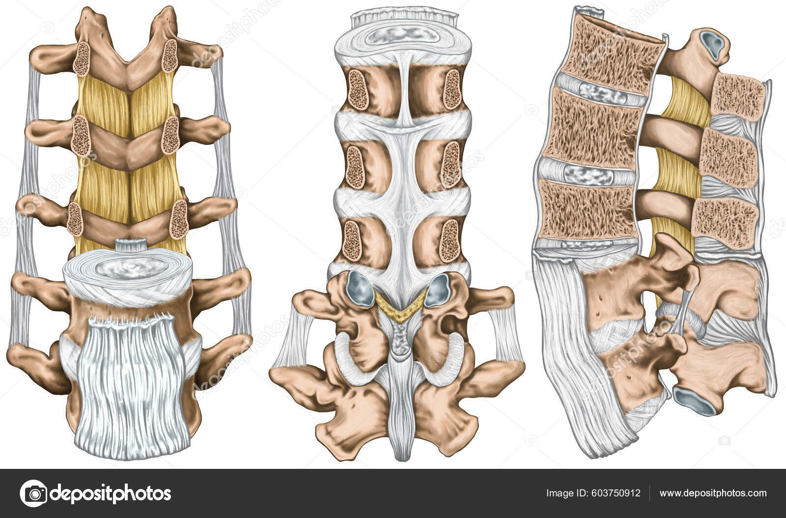 Ligaments Lumbar Spine Structure Ligaments Surrounding Lumbar Spine ...
