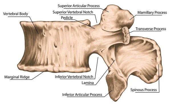 Transverse process Stock Photos, Royalty Free Transverse process Images ...