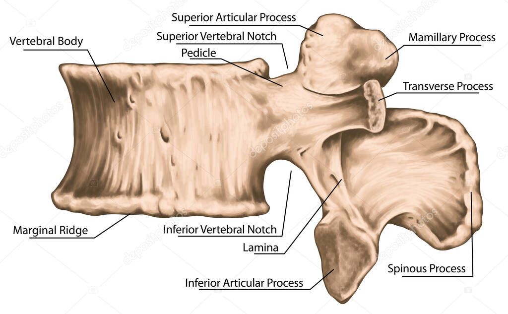 Second lumbar vertebra, lumbar vertebrae, vertebral bone, vertebra ... Second lumbar vertebra, lumbar vertebrae, vertebral bone, vertebra ...