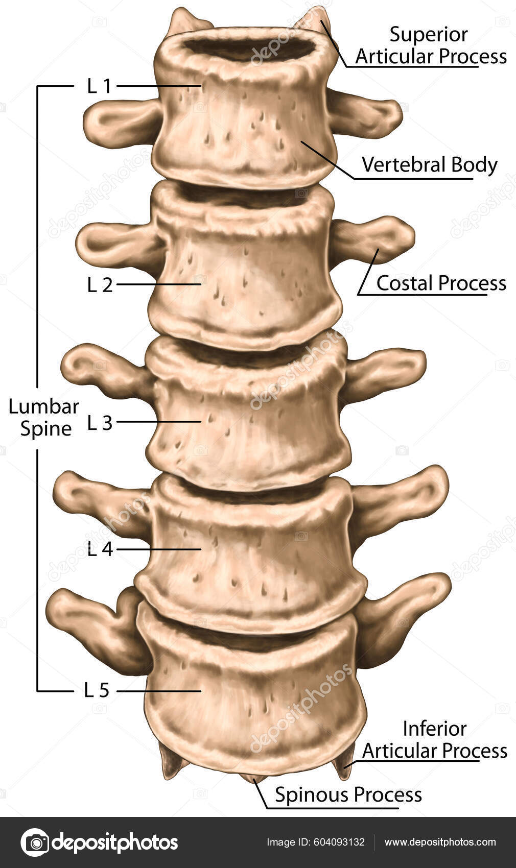 Lumbar Spine Structure Vertebral Bones Lumbar Bones Anatomy Human Bony ...