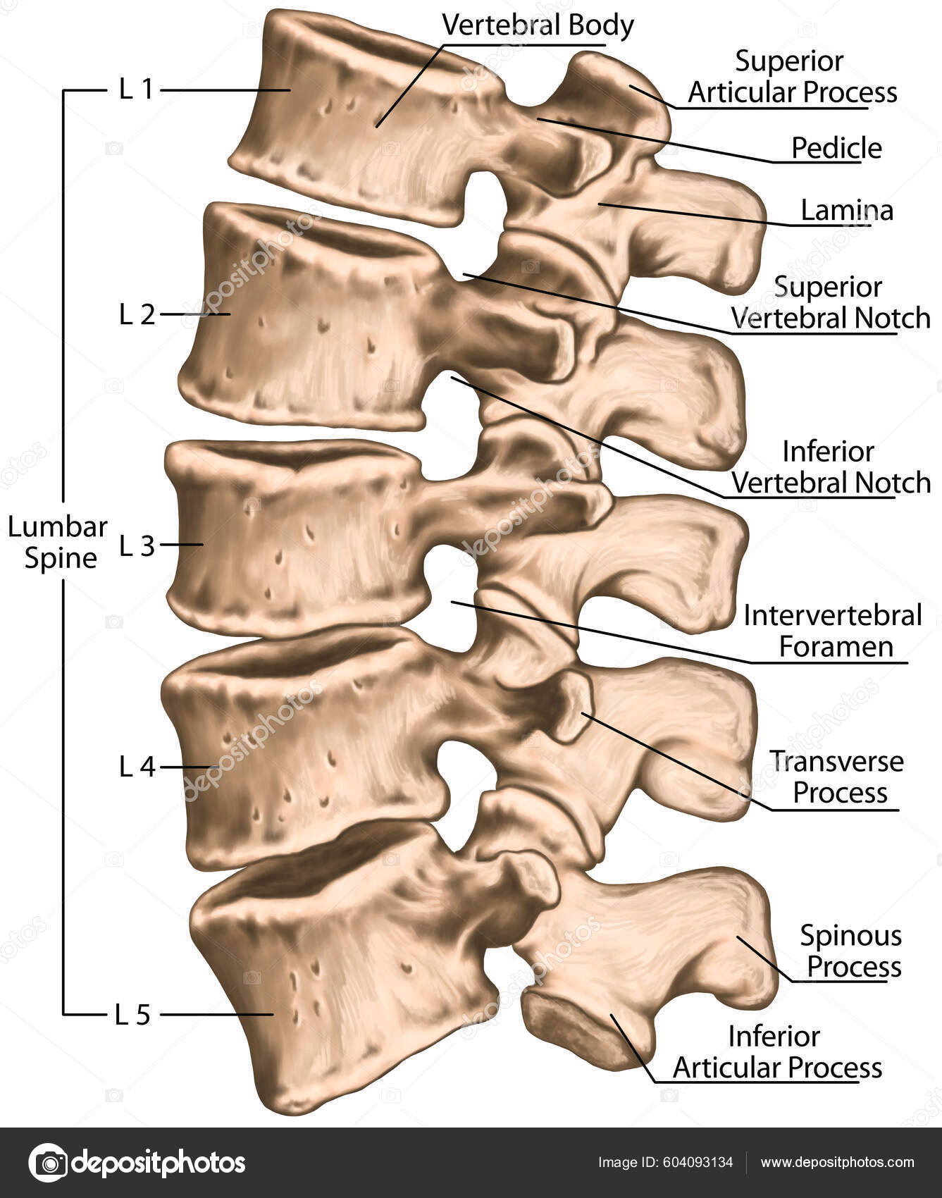 Lumbar Vertebrae Lateral View