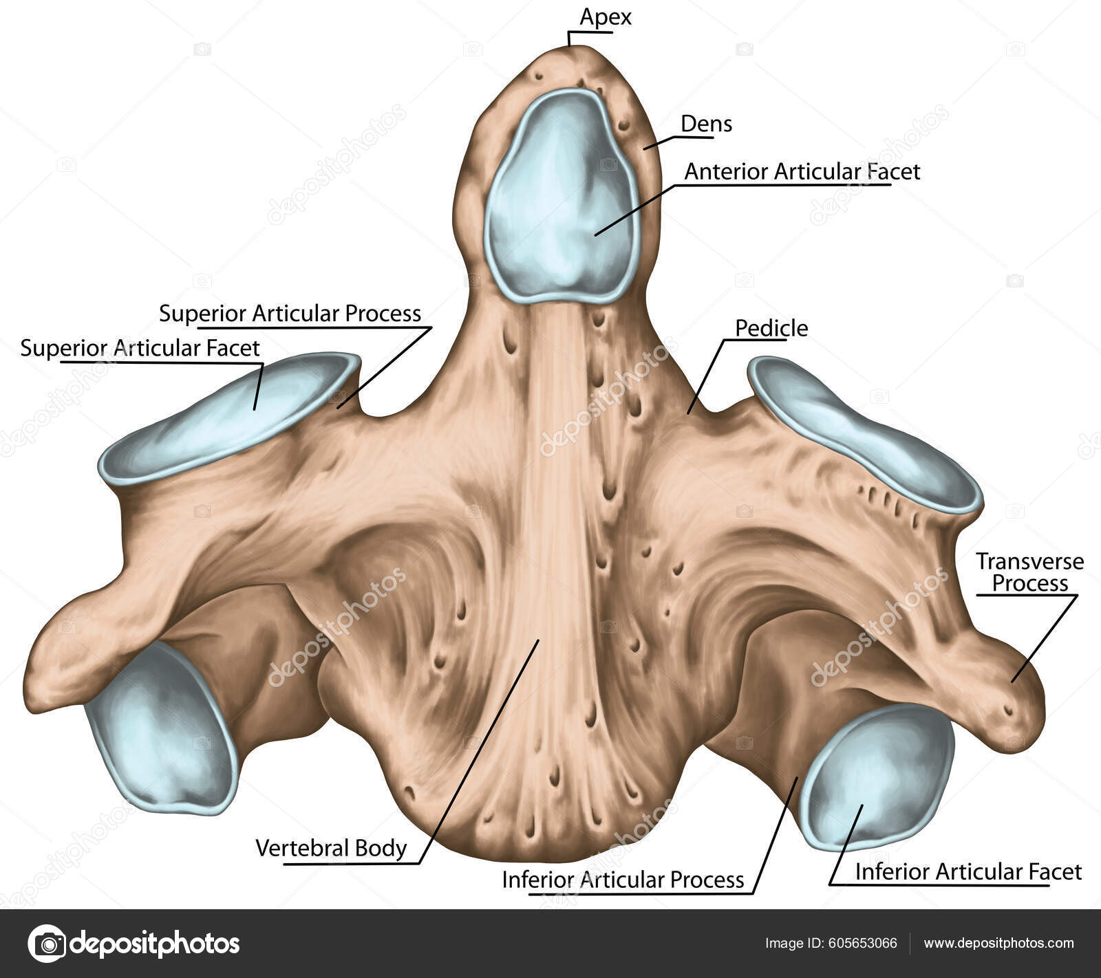Didactic Board Cervical Spine Vertebral Morphology Second Cervical ...