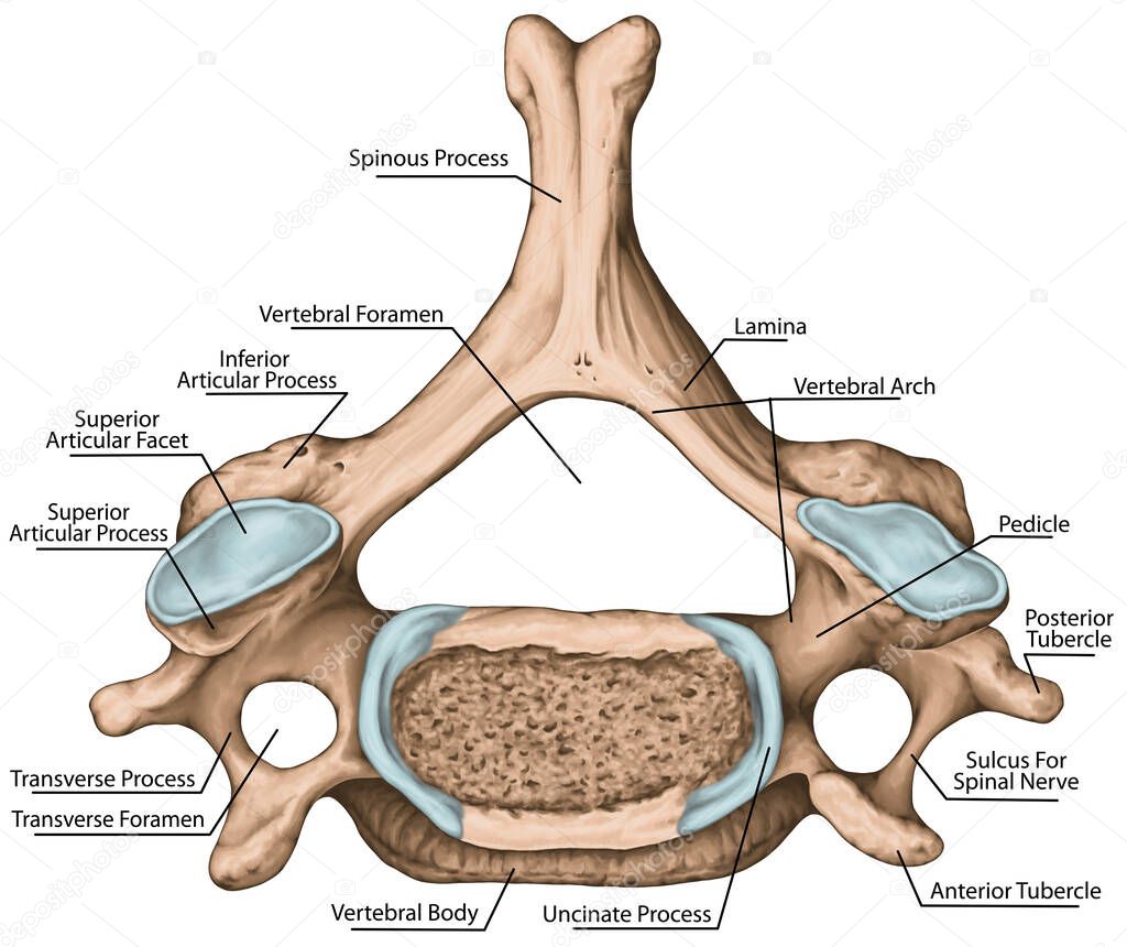 Didactic board, cervical spine, common vertebral morphology, sixth ...