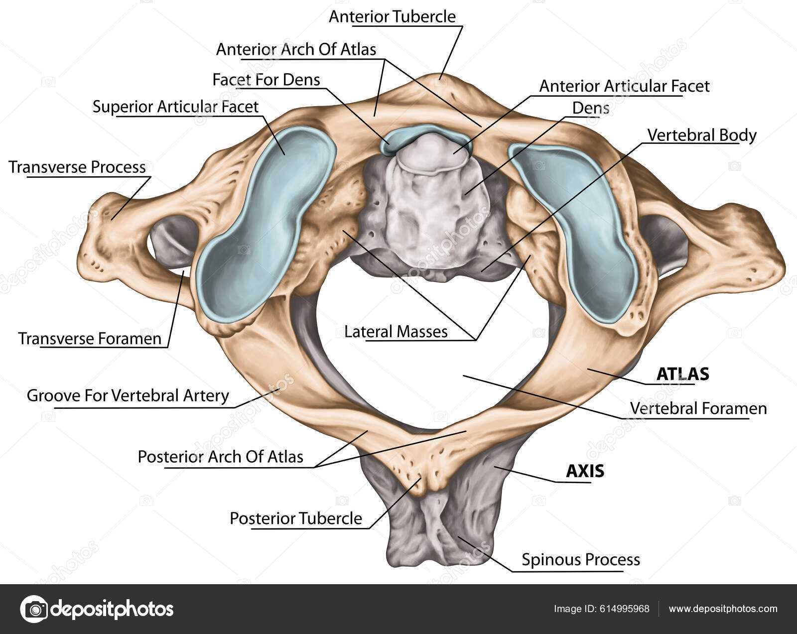 பகவ இரண - பங்கு புகைப்படம் © stihii #614995968