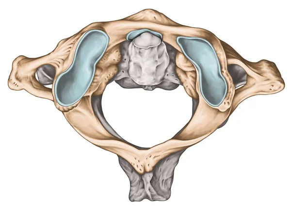 Axis Vertebra Superior View