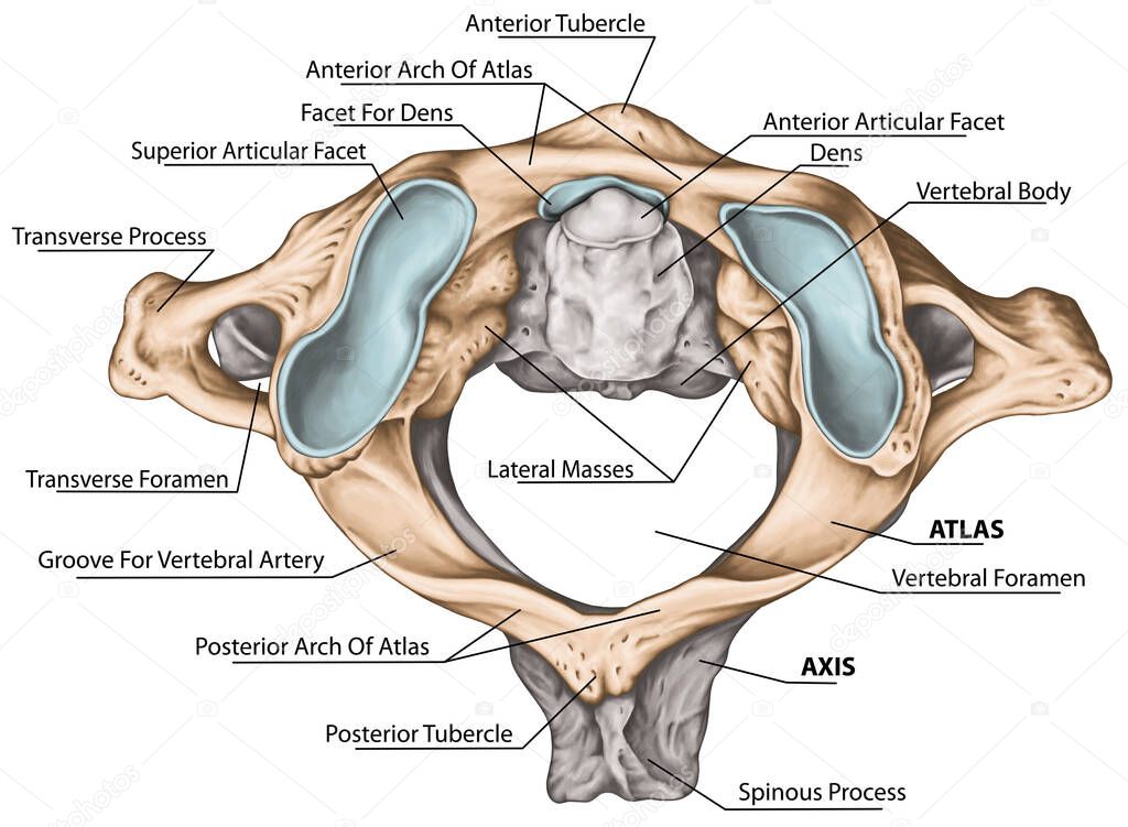 Columna cervical, morfología vertebral, primera y segunda vértebra ...