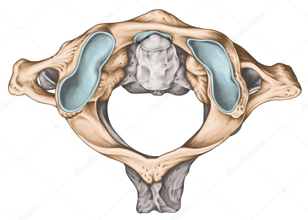 Columna cervical, morfología vertebral, primera y segunda vértebra ...