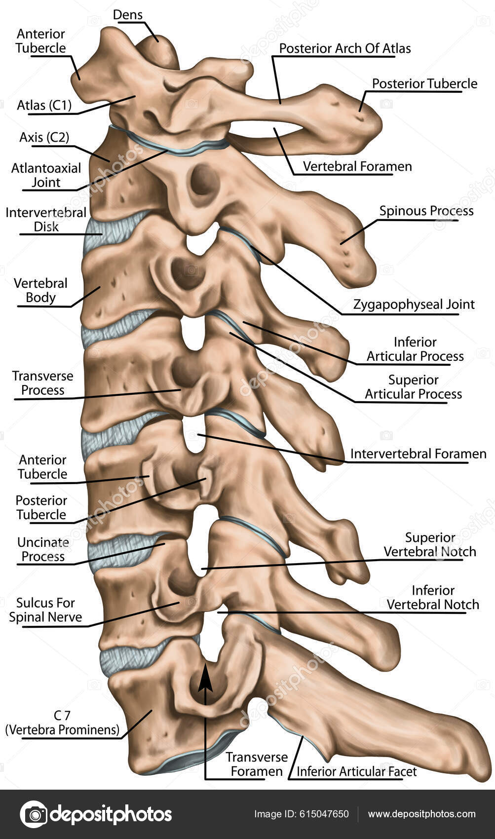 Anatomía De Los Huesos Cervicales Columna Vertebral | Cigna