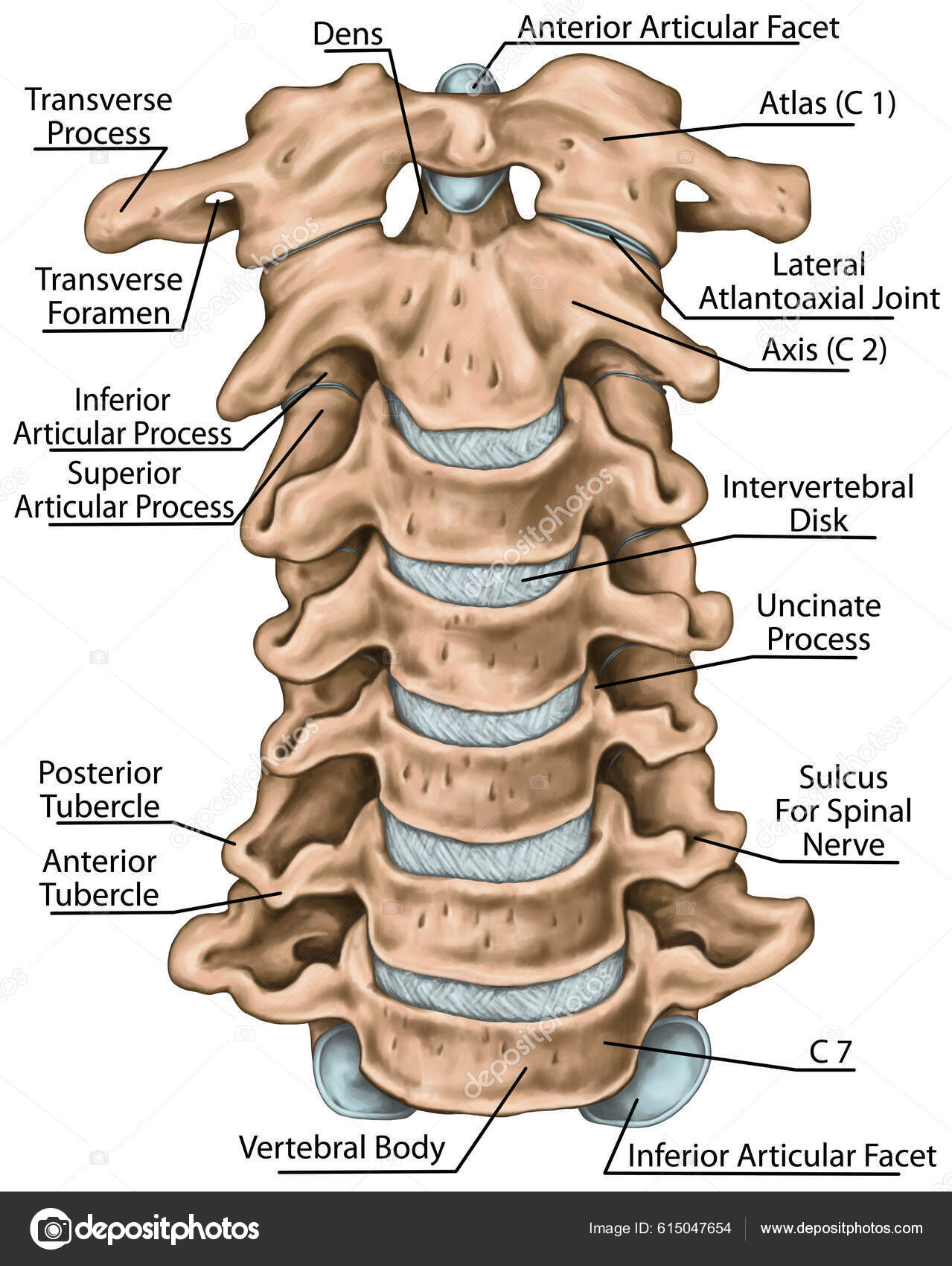 Cervical Spine Structure Vertebral Bones Cervical Bones Anatomy Human ... Cervical Spine Structure Vertebral Bones Cervical Bones Anatomy Human ...
