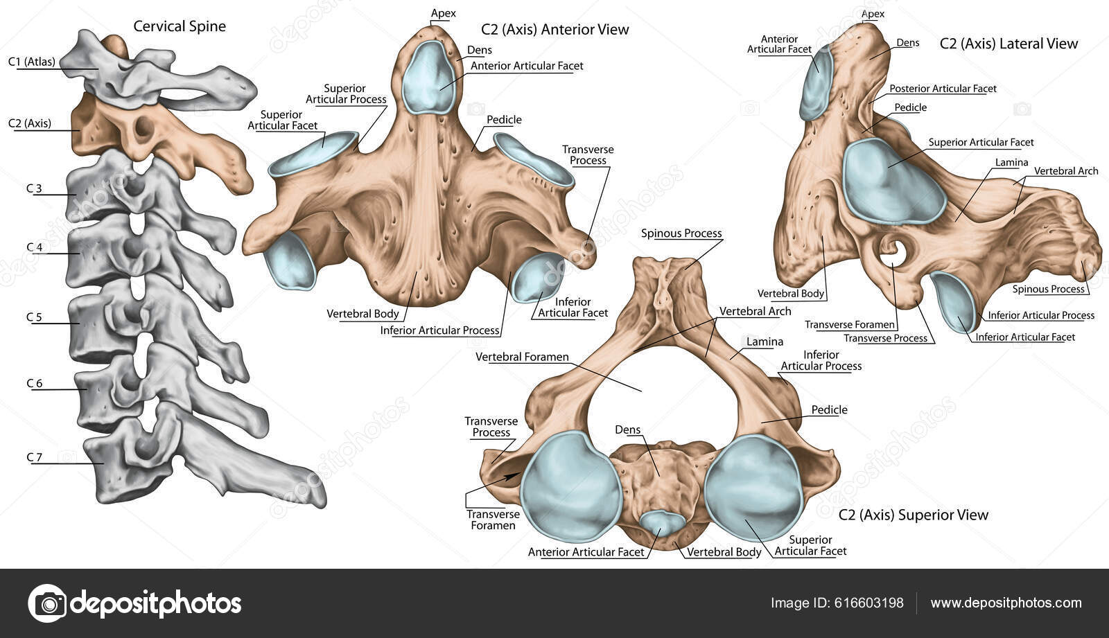 Didactic Board Cervical Spine Vertebral Morphology Second Cervical ... Didactic Board Cervical Spine Vertebral Morphology Second Cervical ...