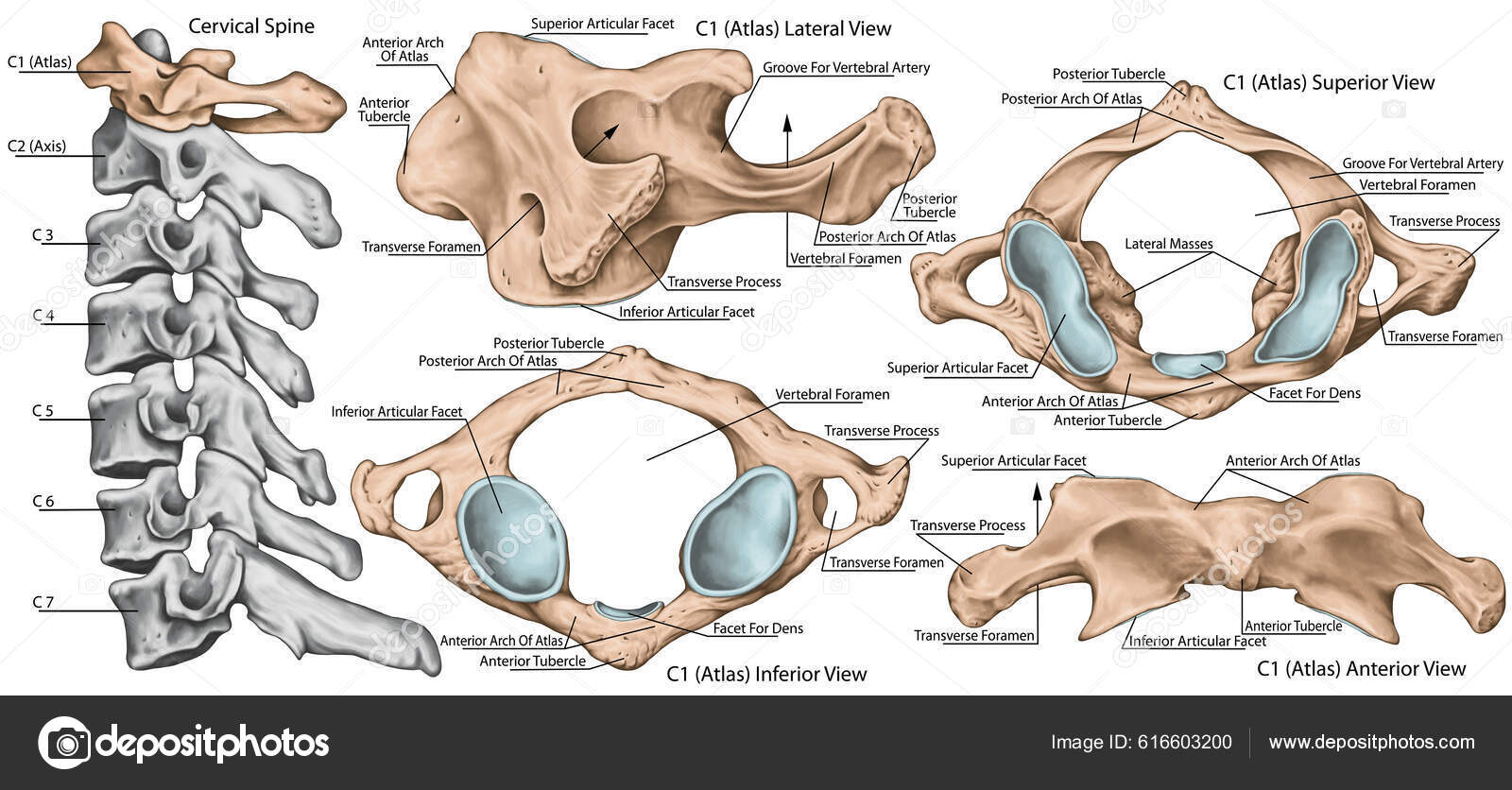 Didactic Board Cervical Spine Vertebral Morphology First Cervical ...
