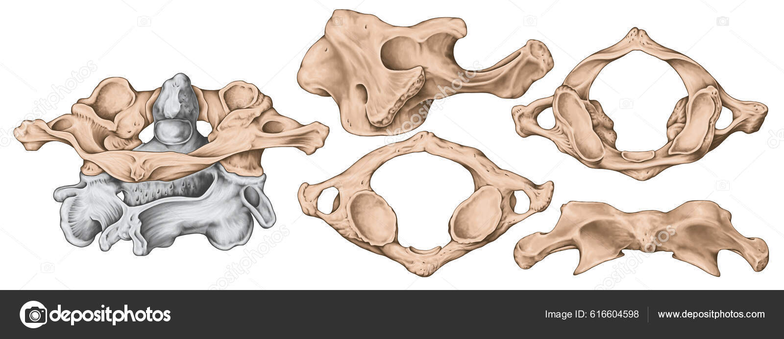 Didactic Board Cervical Spine Vertebral Morphology First Cervical ...