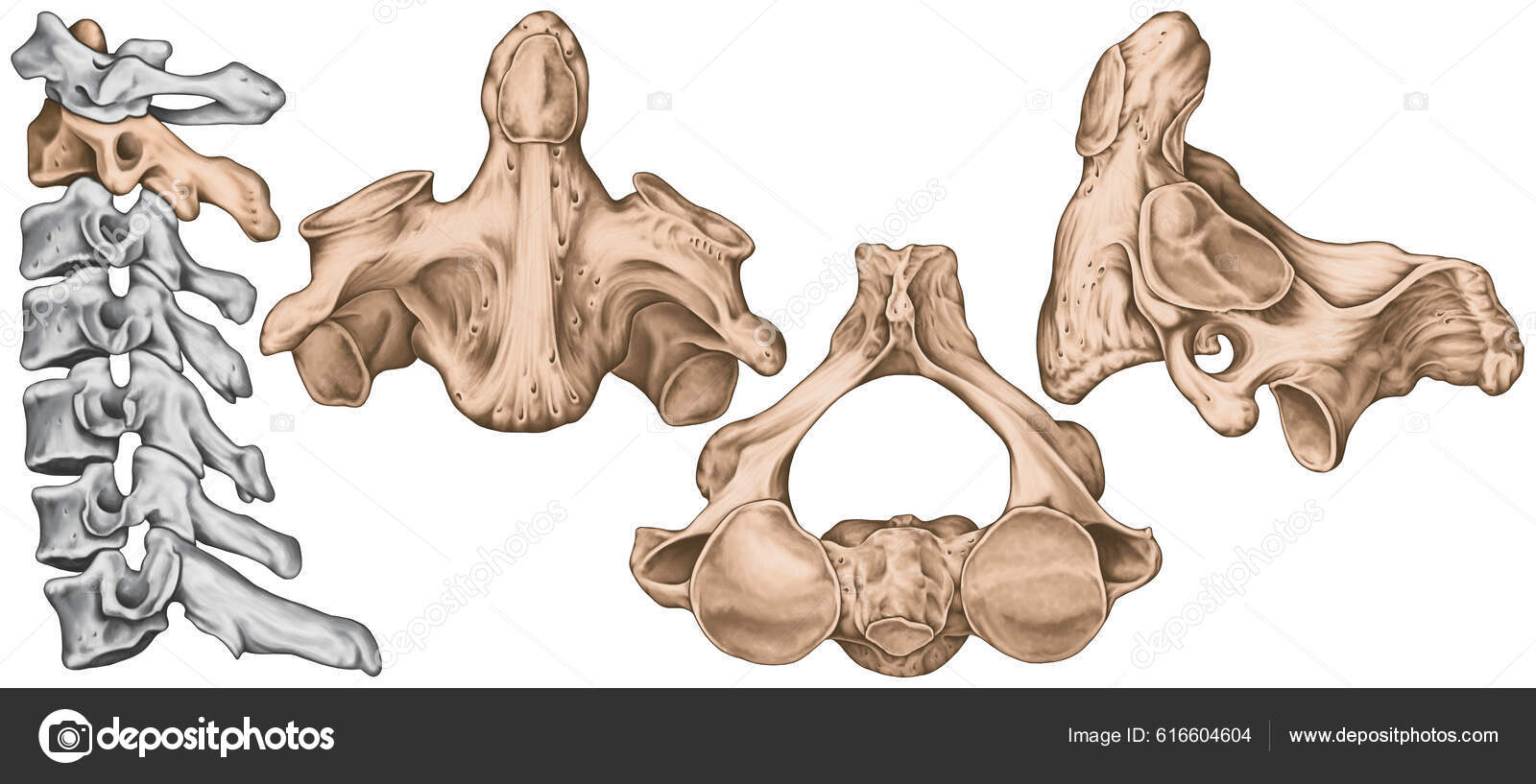 Didactic Board Cervical Spine Vertebral Morphology Second Cervical ... Didactic Board Cervical Spine Vertebral Morphology Second Cervical ...