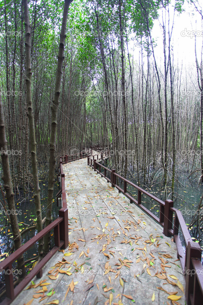 Walkway in mangrove forest Stock Photo by ©antpkr 41087889