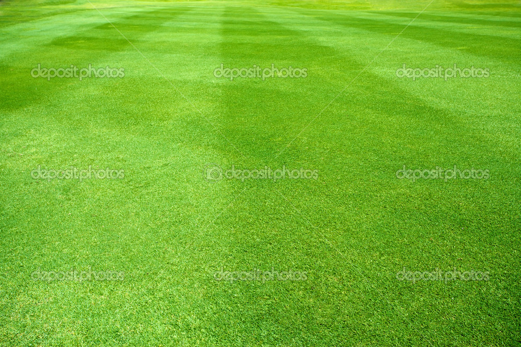 Grass field — Stock Photo © antpkr #41840791