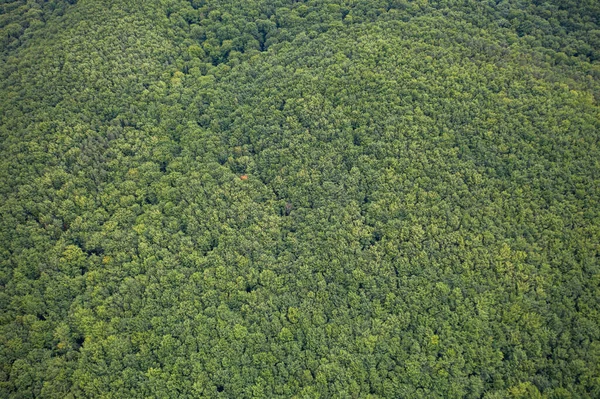 Forest top view Stock Photos, Royalty Free Forest top view Images ...