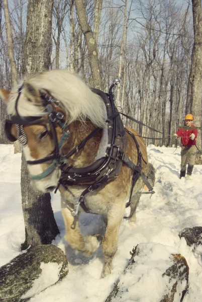 Teamster and Horse Logging #1 – Stock Editorial Photo © jdeck #17445415