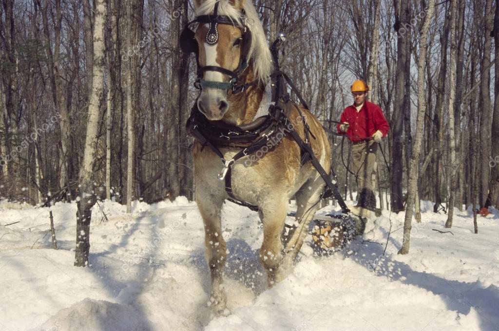 Teamster and Horse Logging #1 – Stock Editorial Photo © jdeck #17445415