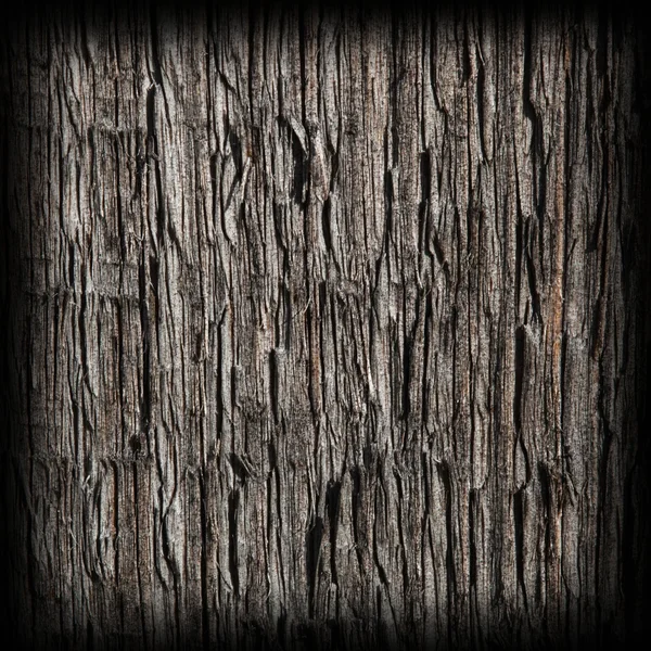 Dark forest texture Images - Search Images on Everypixel