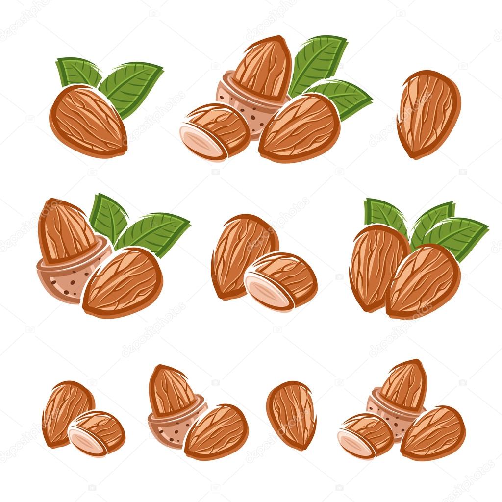 Conjunto de almendras . Vector de stock #47320989 de ©Vasilev_Ki