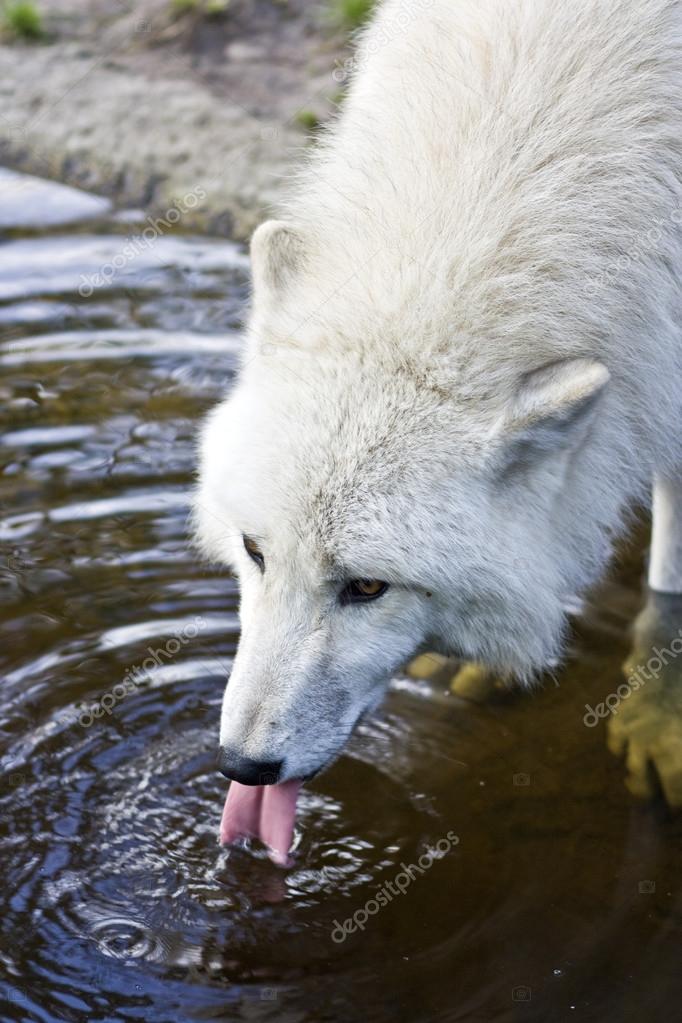 White wolf drinking water Stock Photo by ©Liya_rgb 13147134